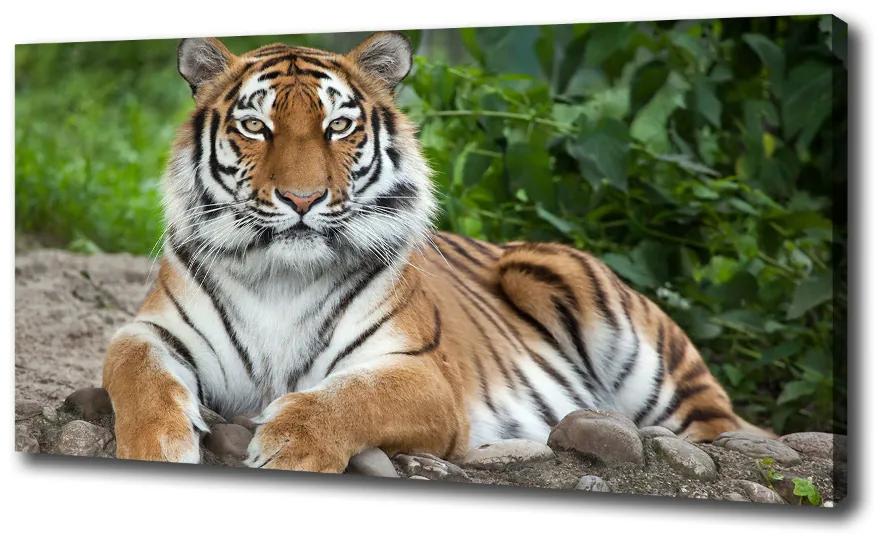 Wallmuralia Foto obraz na plátně Tygr ussurijský 100x50
