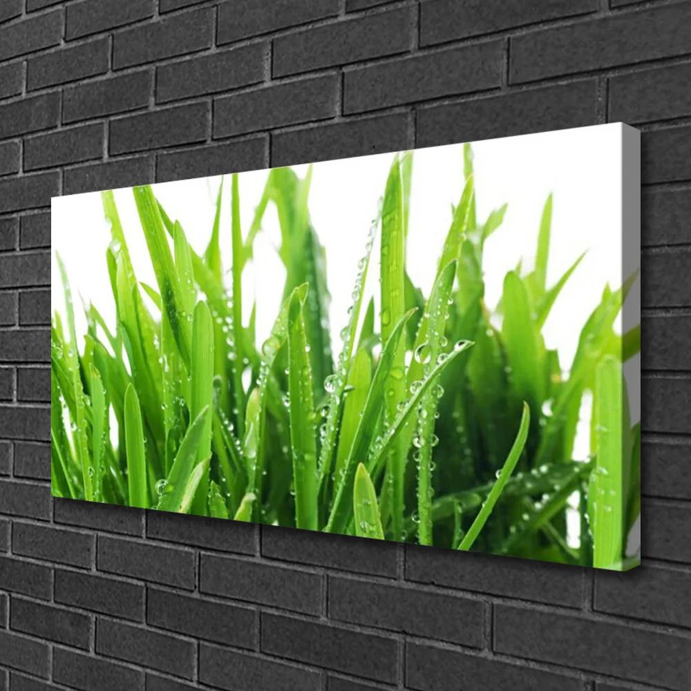 Obraz na plátně Tráva Rostlina 125x50 cm