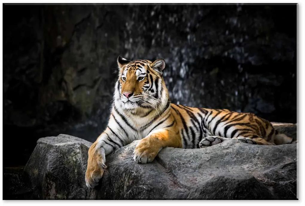 Jednodílný obraz tygr Velikost (šířka x výška): 120x80 cm