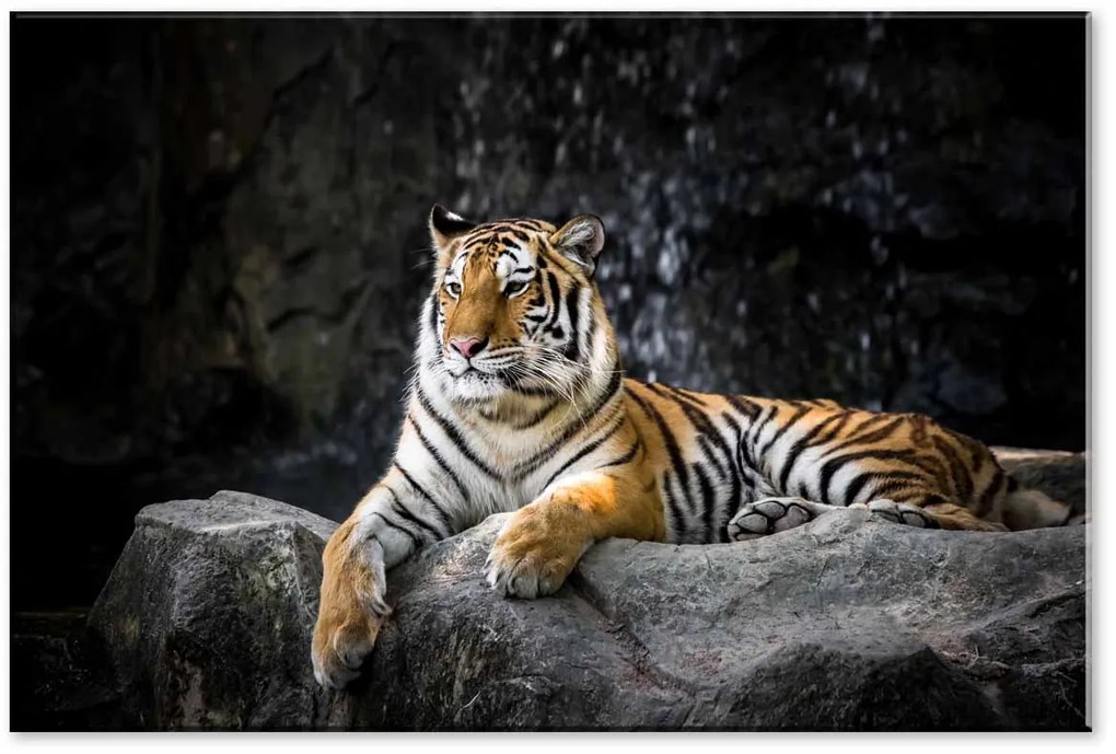 Jednodílný obraz tygr Velikost (šířka x výška): 60x40 cm