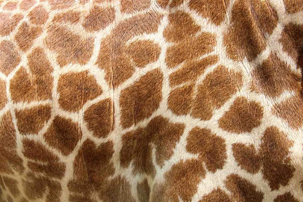 DIMEX | Samolepicí vliesová fototapeta na zeď Kůže žirafy MA-5-2578 | 375 x 250 cm | béžová, hnědá