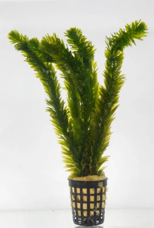 Egeria densa
