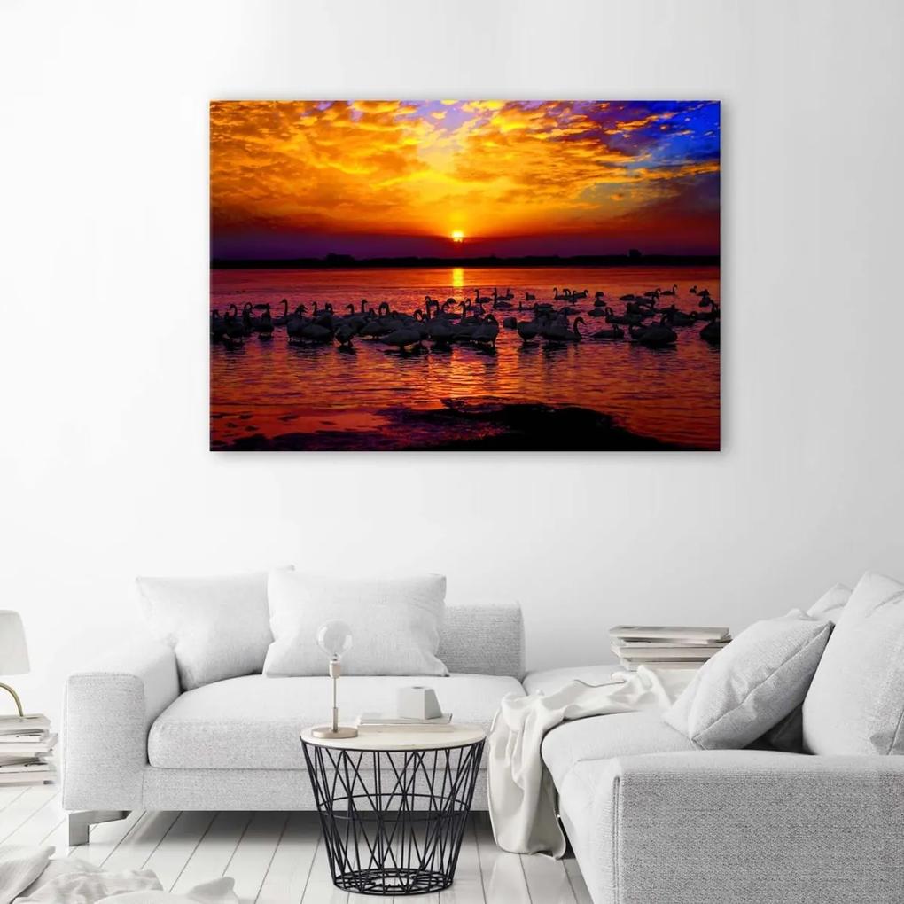 Obraz na plátně Labutě při západu slunce - 100x70 cm