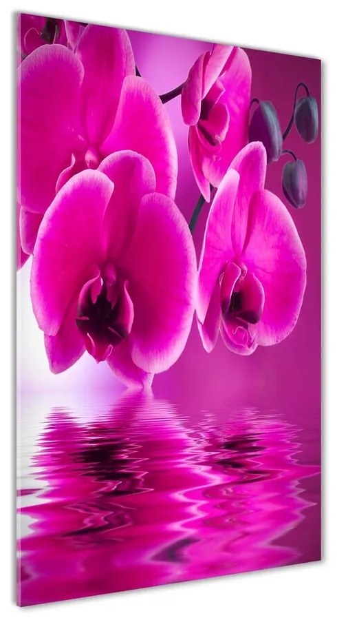 Wallmuralia Foto obraz akrylové sklo Růžová orchidej 50x100 cm