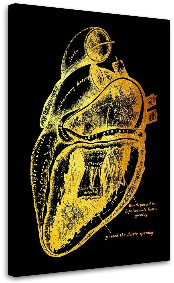 Gario Obraz na plátně Zlatá anatomie, Funkce srdce - Gab Fernando Rozměry: 40 x 60 cm