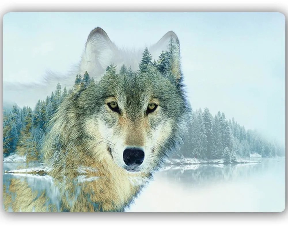 CARO Kovový obraz - Wolf On The Lake 60x40 cm