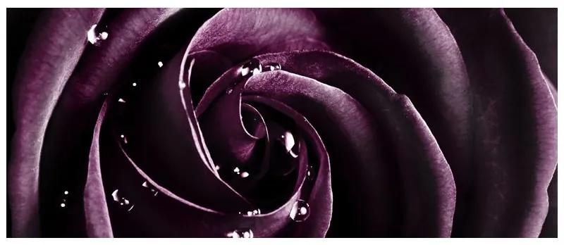 Obraz fialové růže (120x50 cm), 40 dalších rozměrů