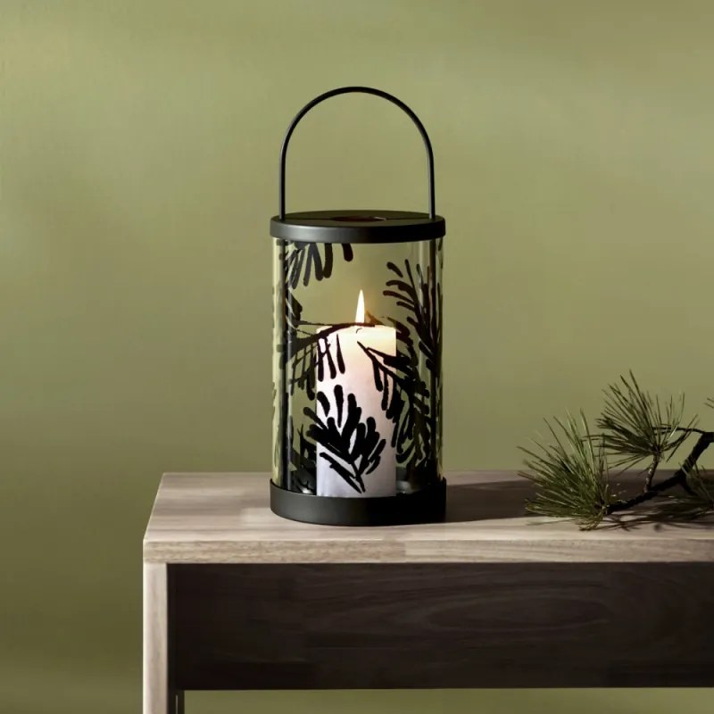 Lucerna Conifer