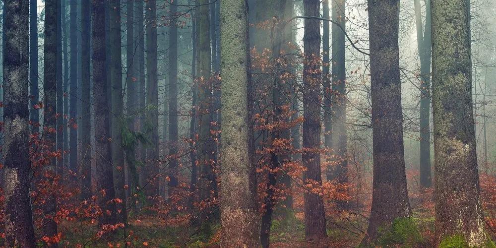 Obraz tajemství lesa - 100x50 cm