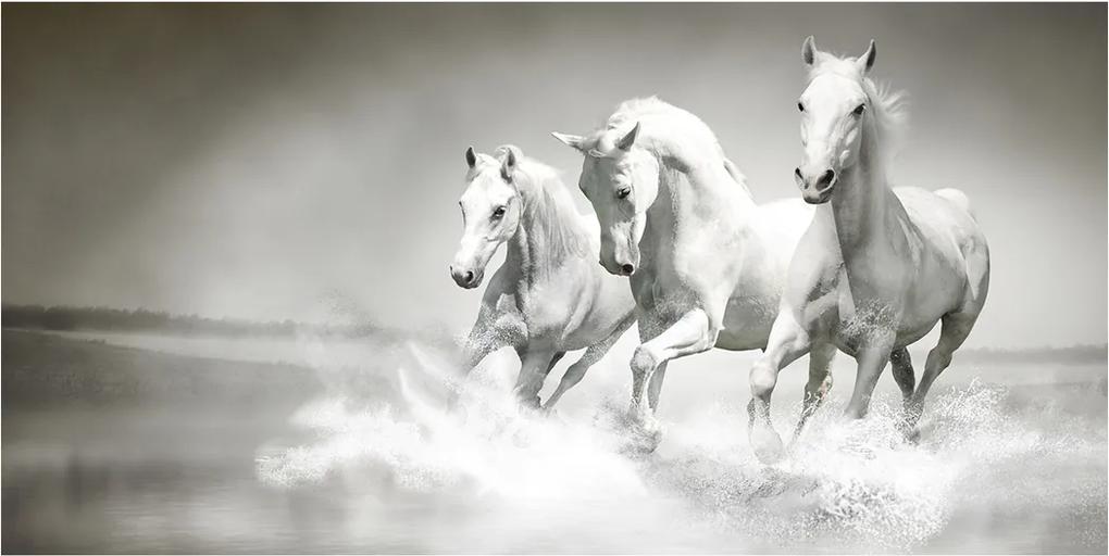 Foto obraz fotografie na skle Bílí koně