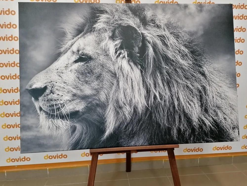 Obraz africký lev v černobílém provedení - 90x60 cm
