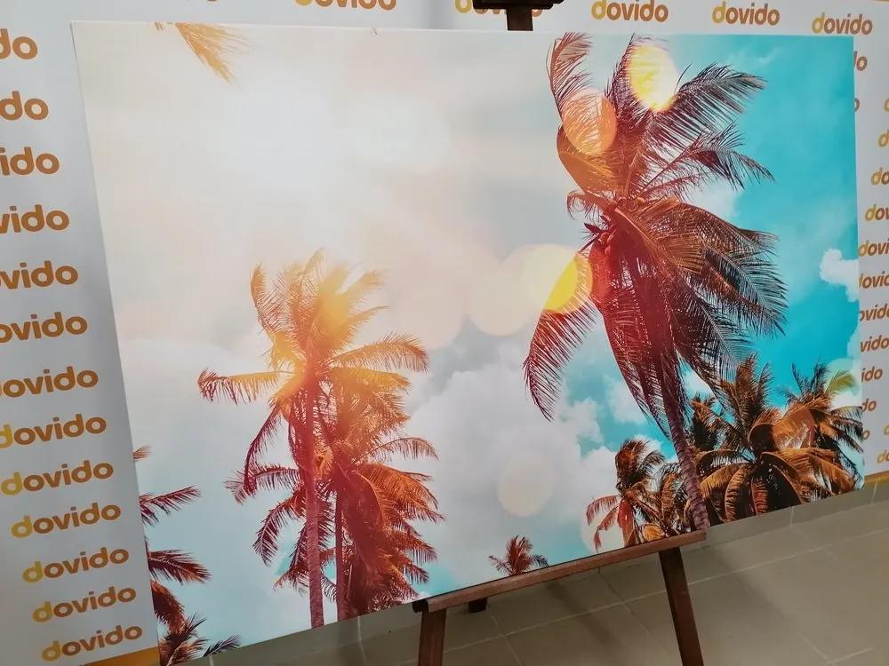Obraz paprsky slunce mezi palmami - 60x40 cm