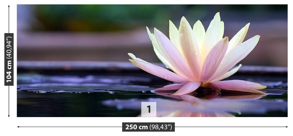 Fototapeta lotus 104x70