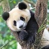 Ravensburger Panda, tygr a lev 3x49 dílků