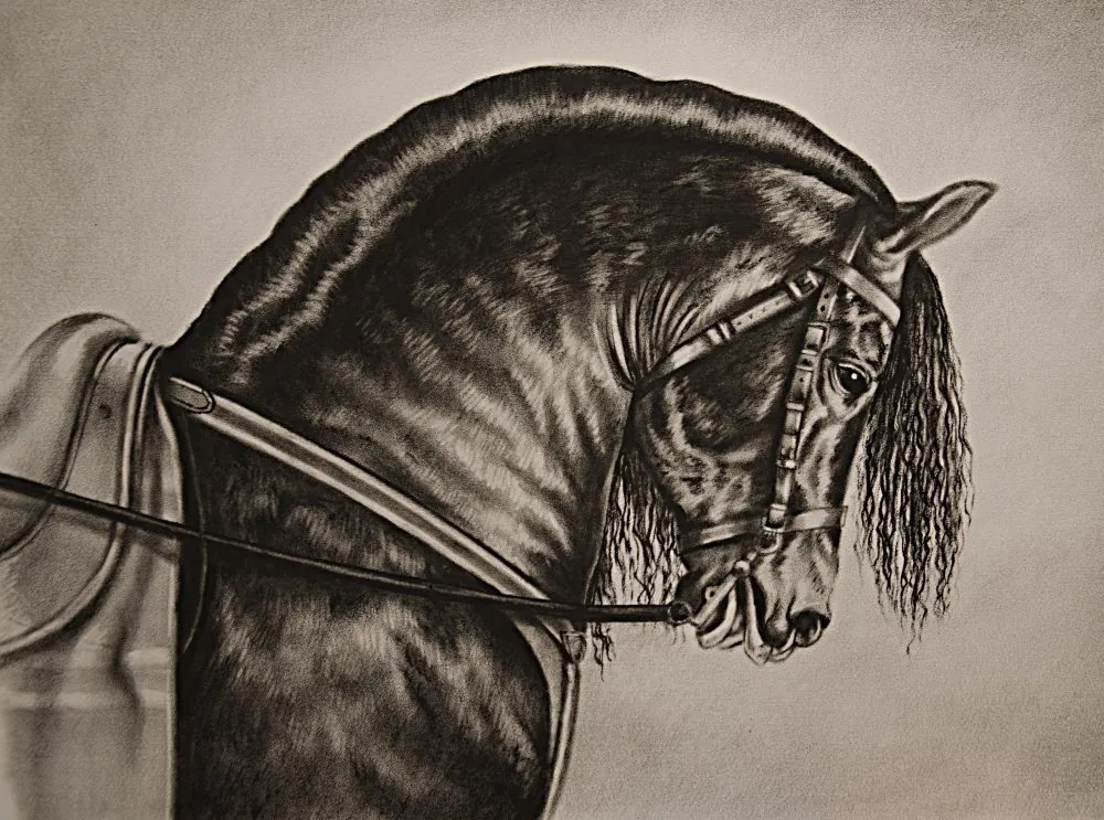 Obraz Načrtnutý Kůň Nedostatek Nedostatek Plátno Canvas 30x20