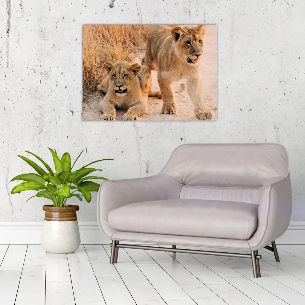 Skleněný obraz lvíčat (70x50 cm)