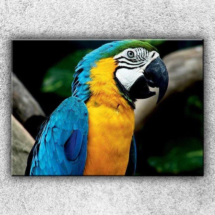 Obraz na zeď Modrý papoušek ara
