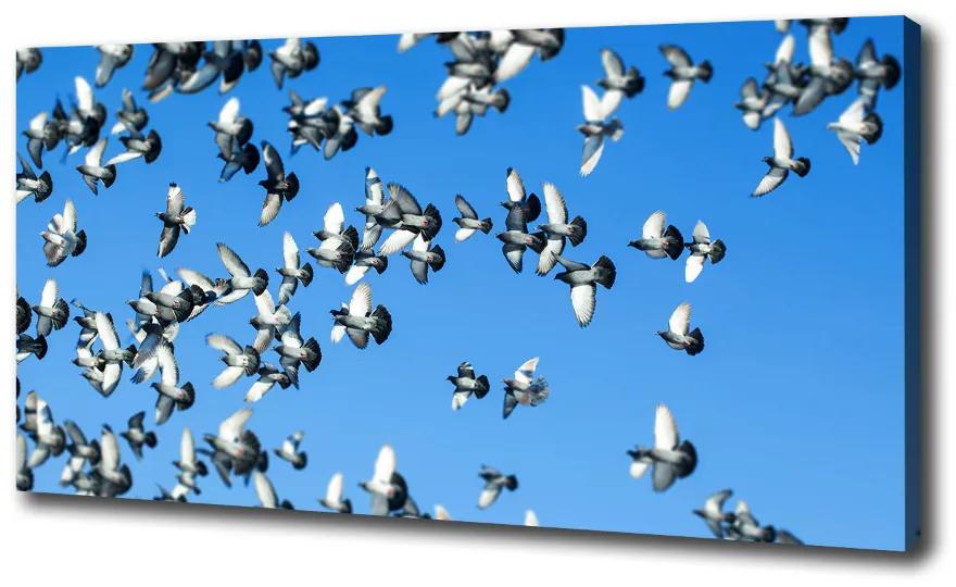 Wallmuralia Foto obraz na plátně Stádo holubů 100x50