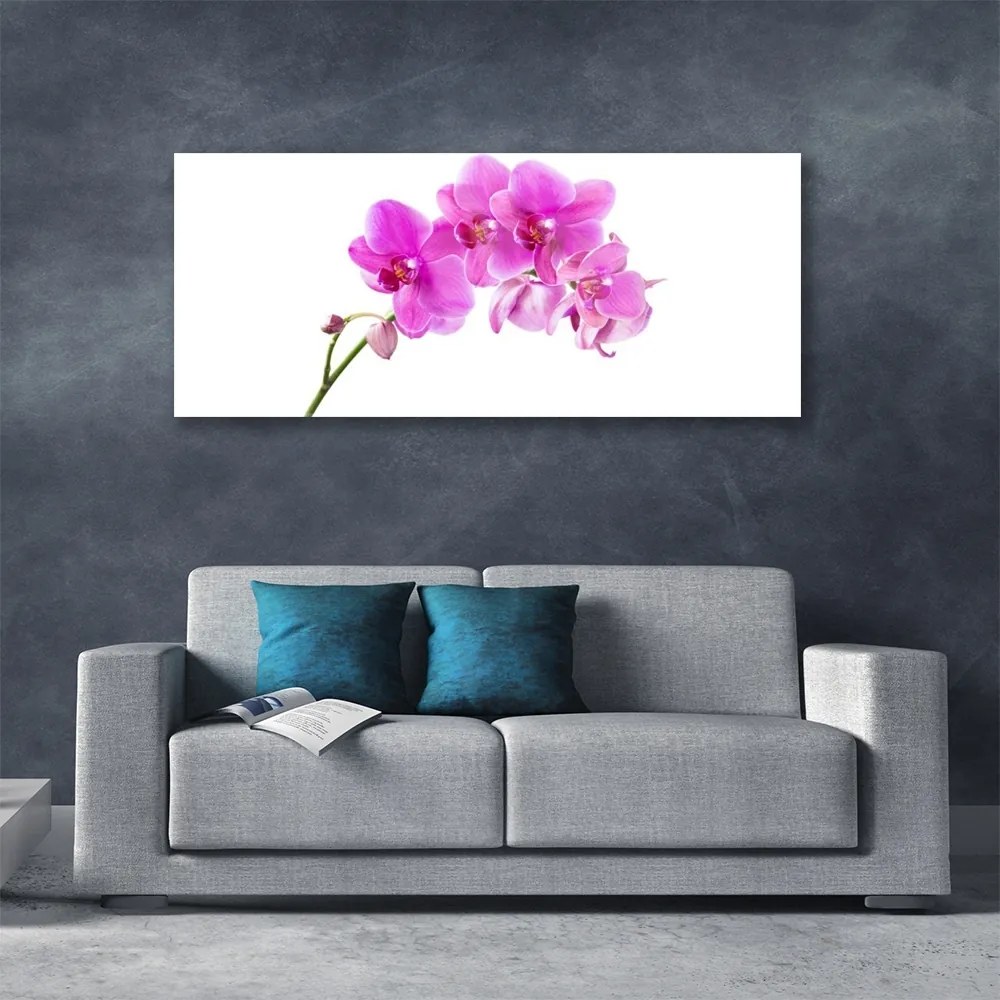 Plexisklo-obraz Vstavač Květ Orchidej 125x50 cm