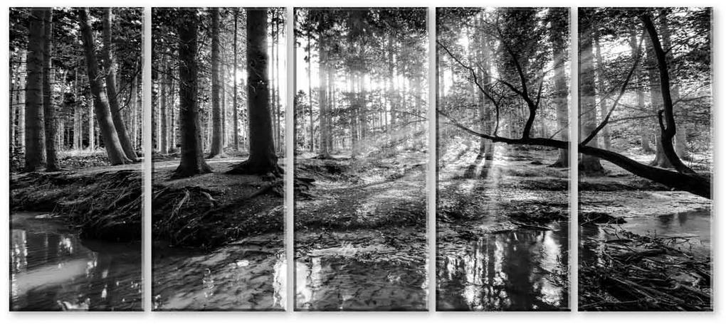 Obraz lesní úsvit černobílý Velikost (šířka x výška): 100x45 cm