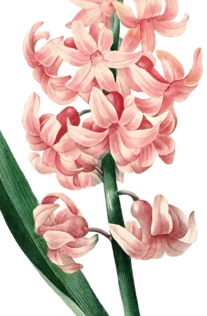 Obrázek růžový hyacint A4 (210 x 297 mm): A4