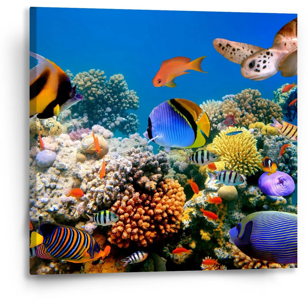 Obraz SABLIO - Korálový útes 50x50 cm