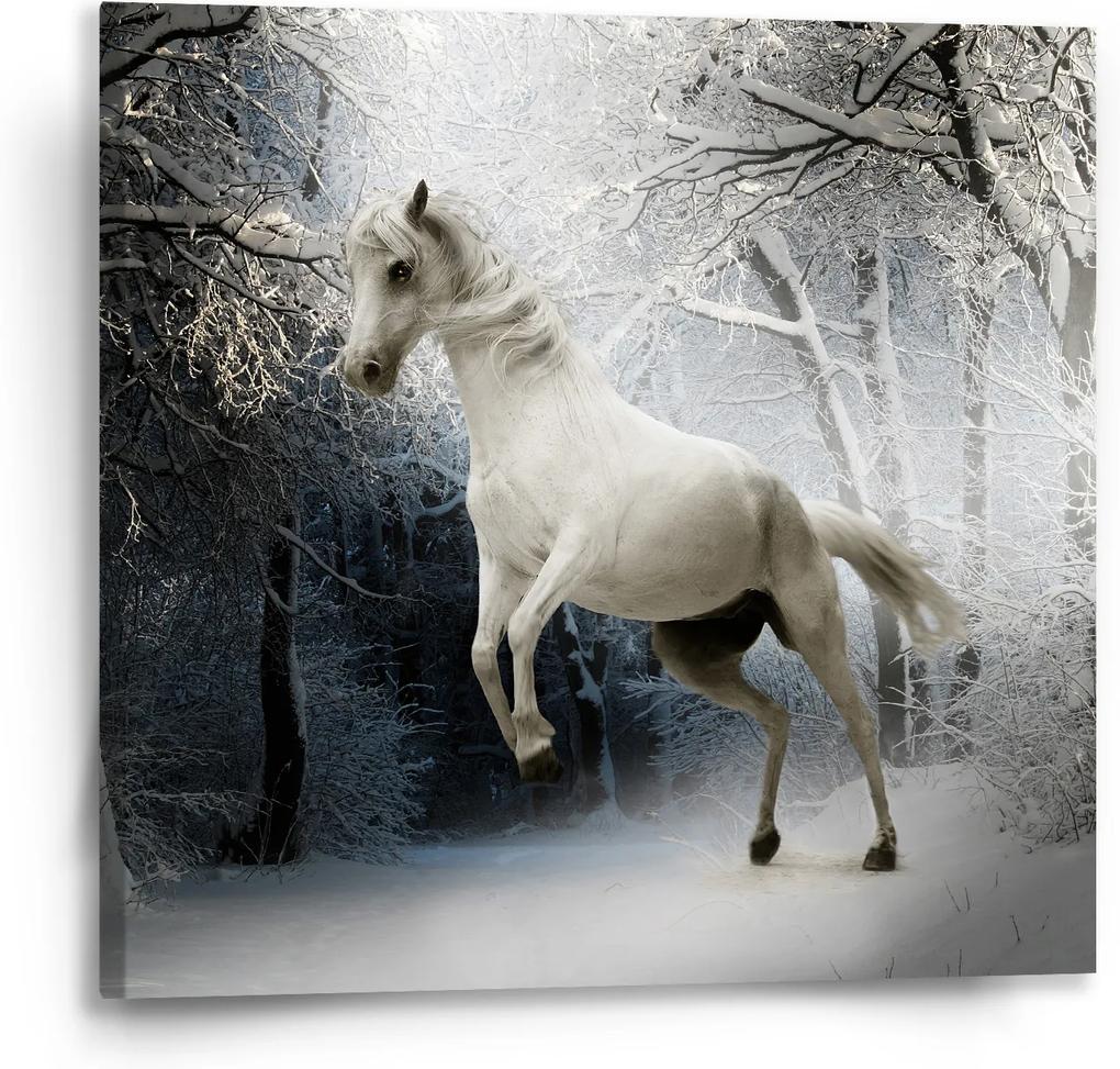 Obraz - Bílý kůň 50x50 cm