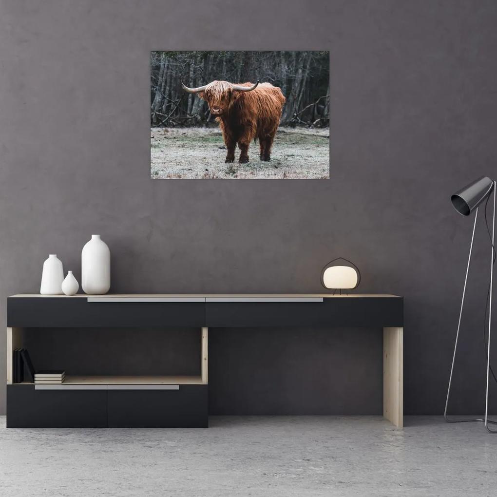 Obraz - Skotská kráva 2 (70x50 cm)