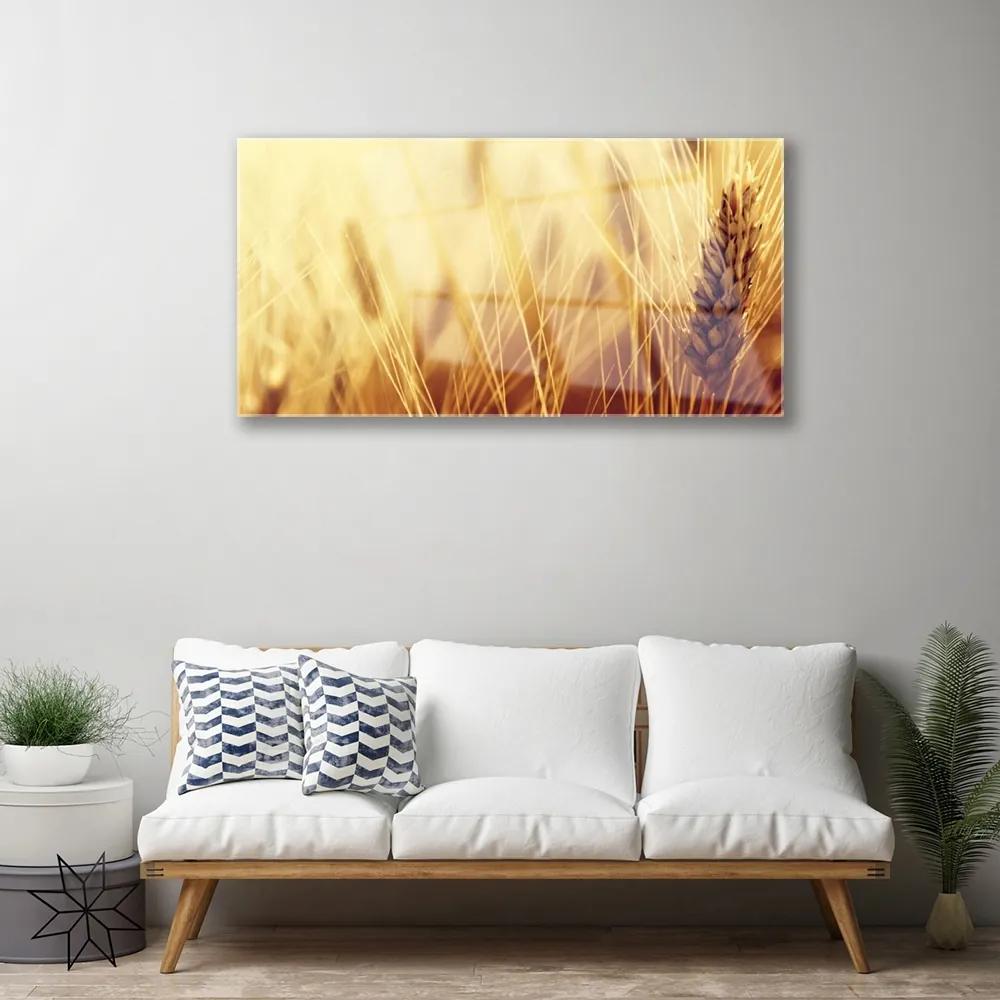 akrylový obraz Pšenice Rostlina Příroda 100x50 cm