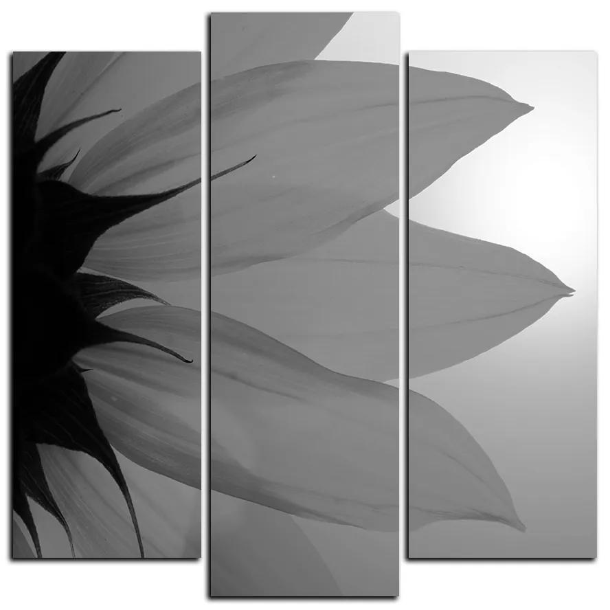 Obraz na plátně - Slunečnice květ - čtverec 3201QC (105x105 cm)