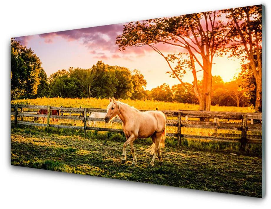 Obraz na skle Kůň Louka Zvířata 140x70 cm