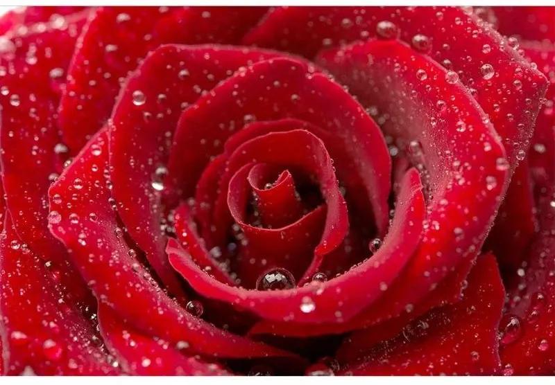 Vliesové fototapety na zeď Červená růže | MS-5-0138 | 375x250 cm