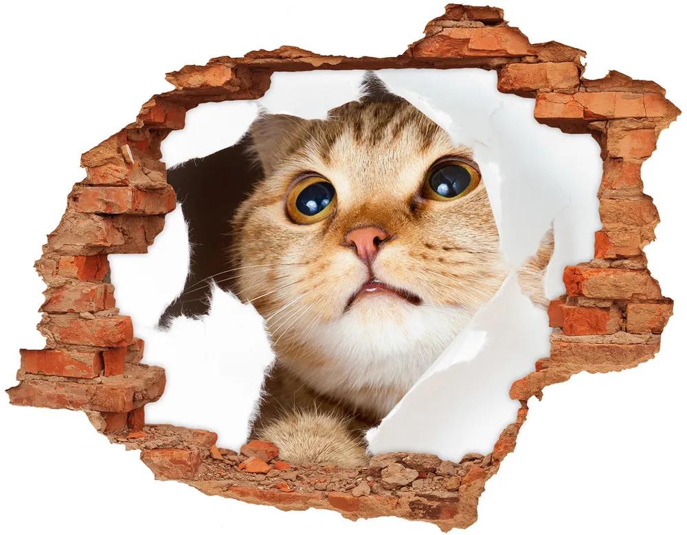 Wallmuralia Díra 3D fototapeta na stěnu Kočka v díře 90x70 cm