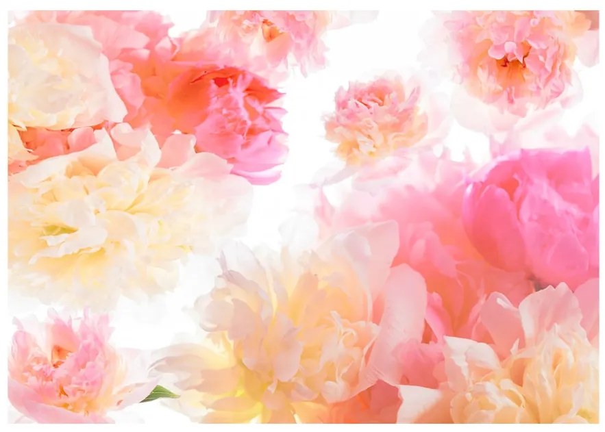 Fototapeta - Pastel peonies