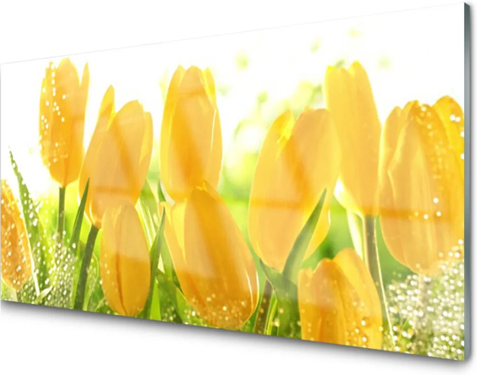 Plexisklo obraz Tulipány Květiny Rostlina