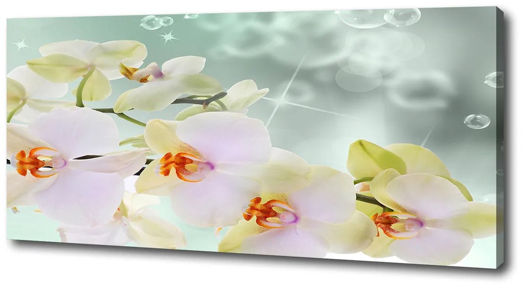 Foto obraz na plátně Bílá orchidej
