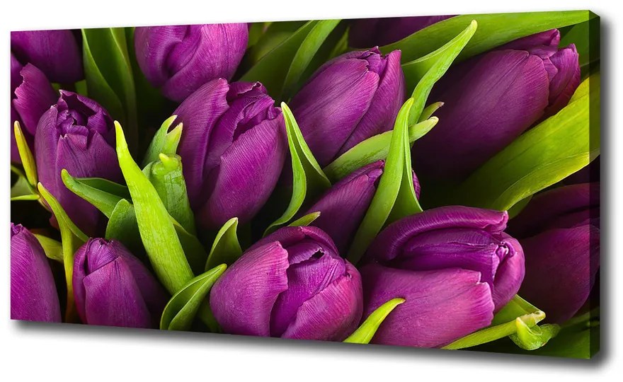 Wallmuralia Foto obraz na plátně Fialové tulipány 100x50 cm