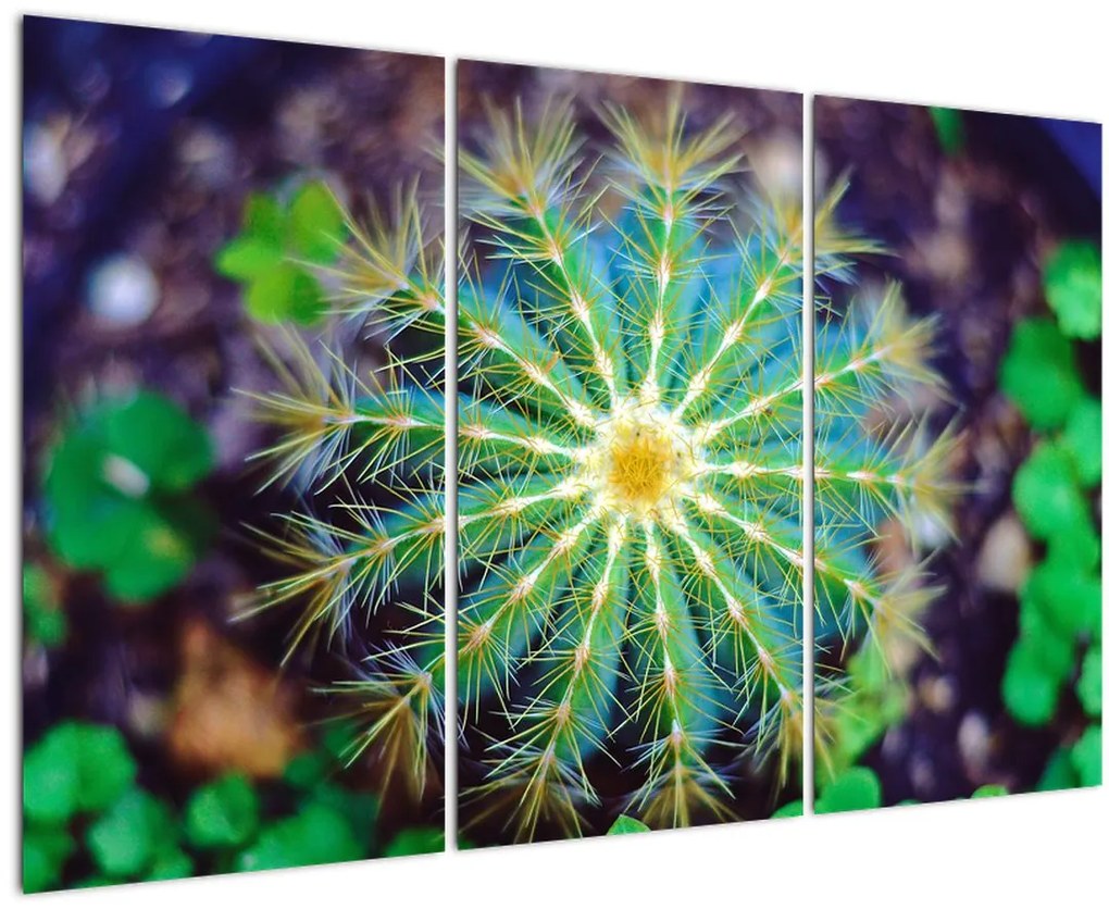 Obraz kaktusu (120x80 cm), 40 dalších rozměrů