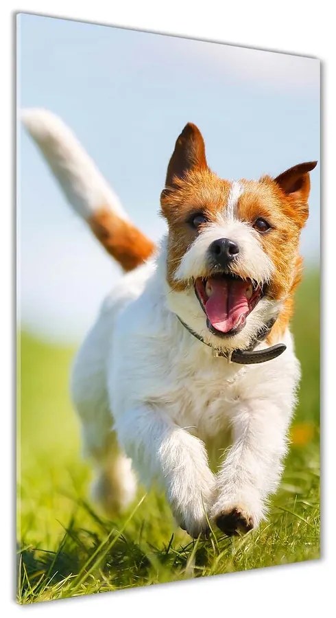 Wallmuralia Foto obraz akrylový Pes Jack Russell 60x120 cm