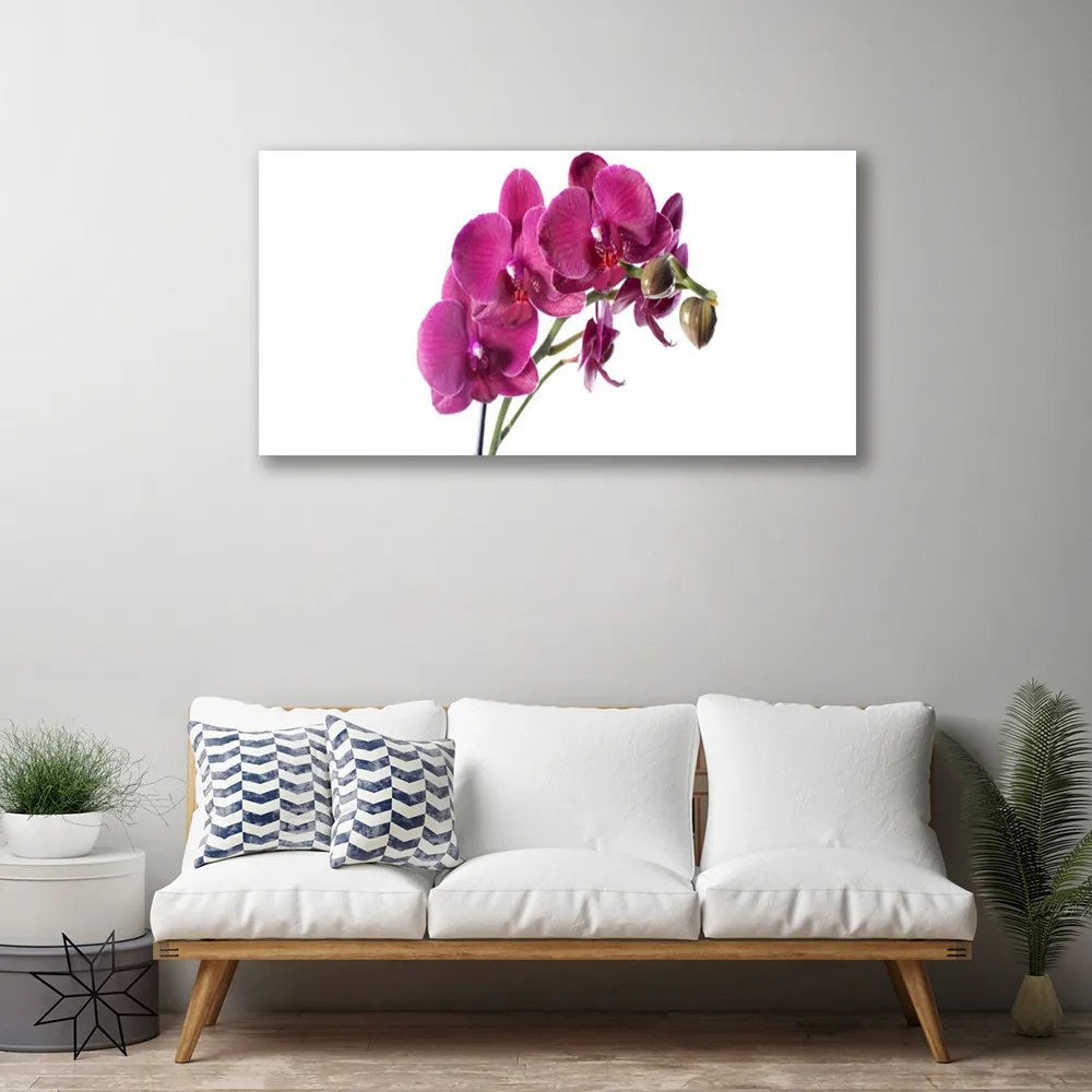 Obraz na plátně Orchidej Květiny Příroda 100x50 cm