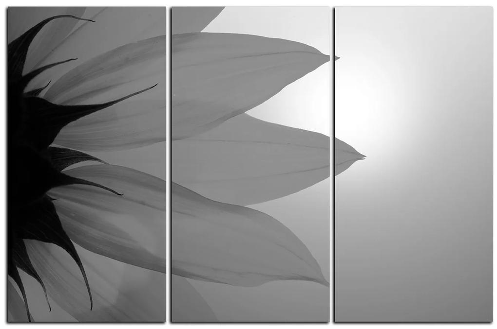 Obraz na plátně - Slunečnice květ 1201QB (135x90 cm)