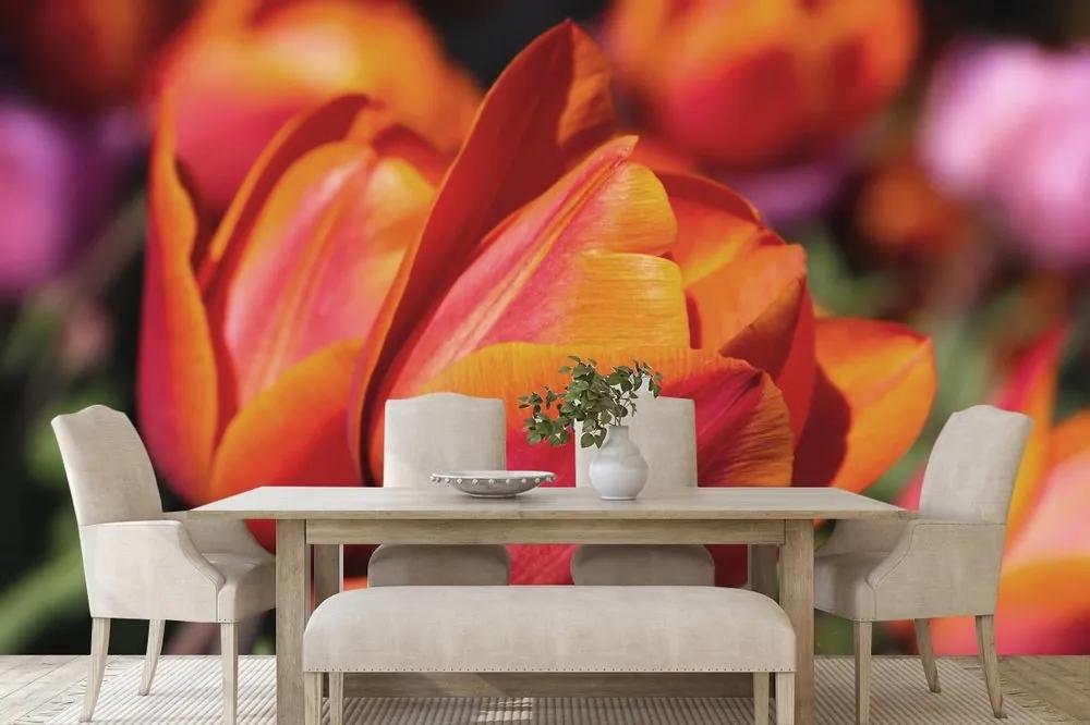 Samolepící fototapeta nádherné tulipány na louce - 300x200 cm