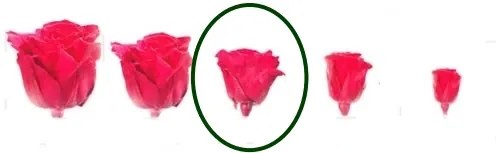 Hlavy růží - standard 6 ks Red - červená