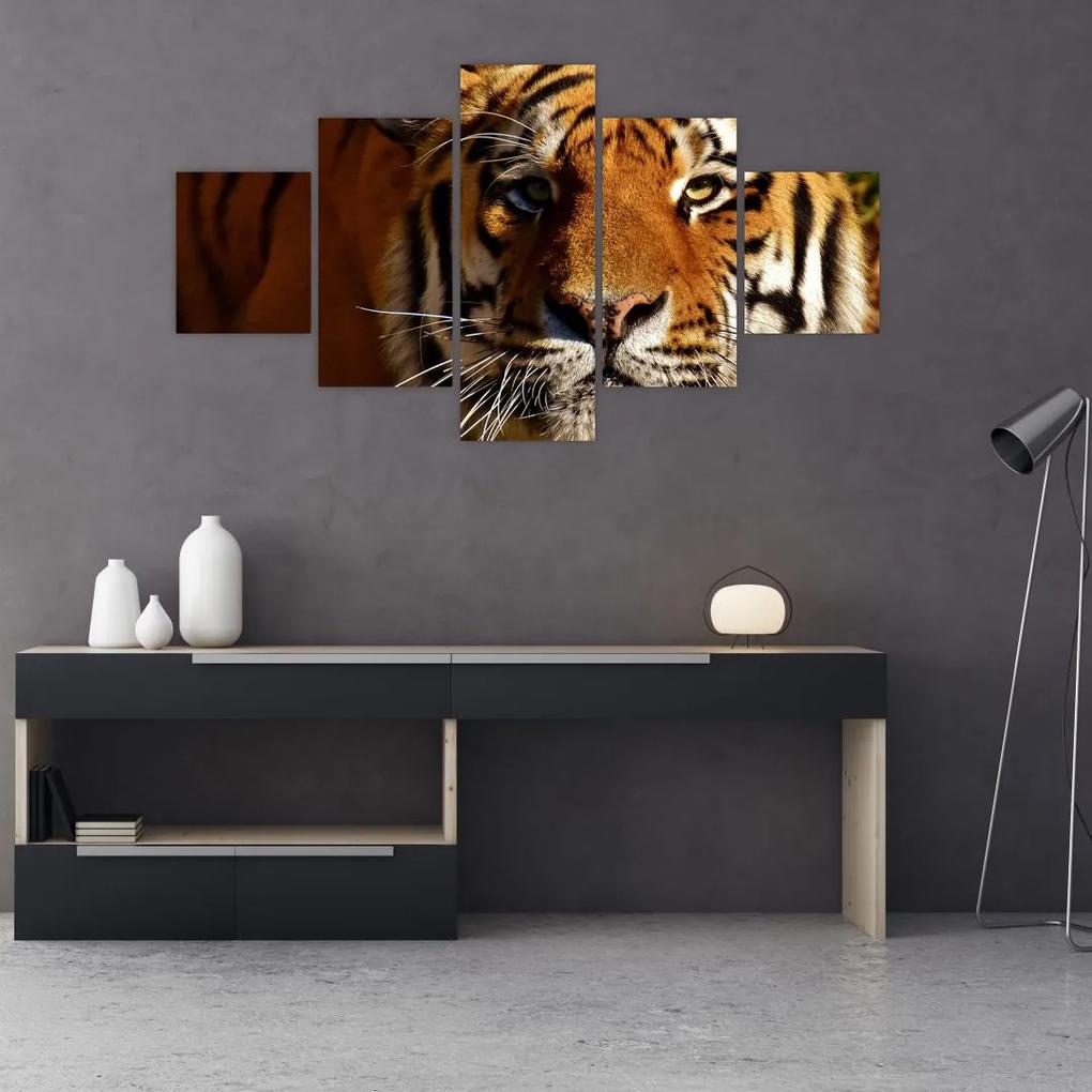 Obraz tygra (125x70 cm)