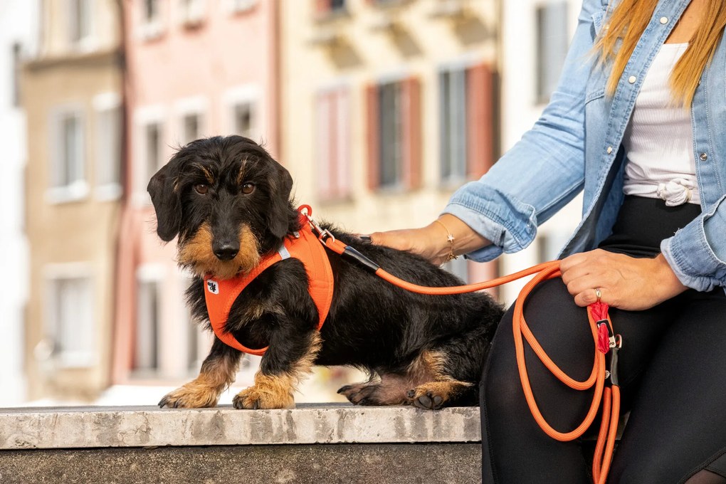 Postroj pro psy a kočky Curli CLAPS Air-Mesh Sun Orange Velikost: 3XS