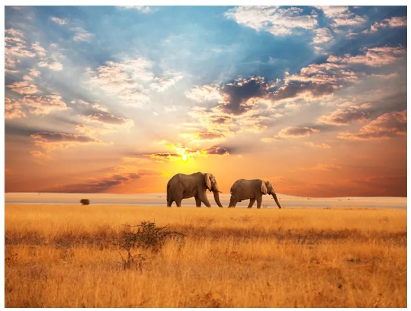 Fototapeta - African savanna elephants