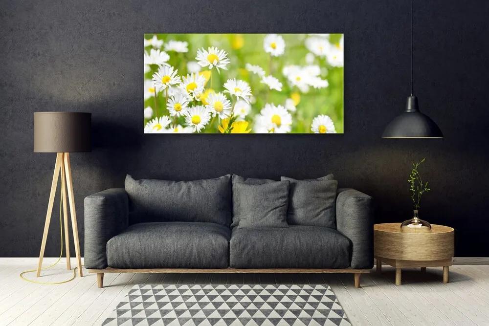 Plexisklo-obraz Sedmikráska Květ Rostlina 120x60 cm