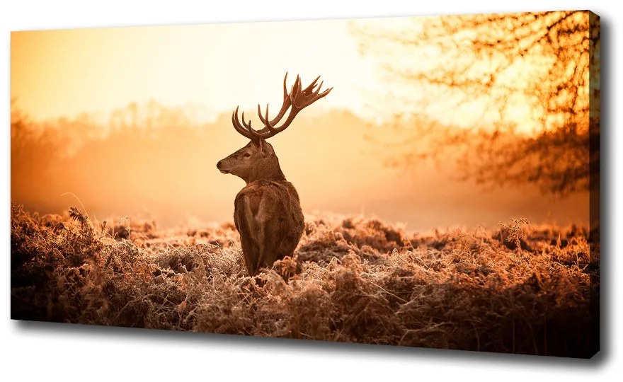 Wallmuralia Foto obraz tištěný na plátně Jelen východ slunce 100x50