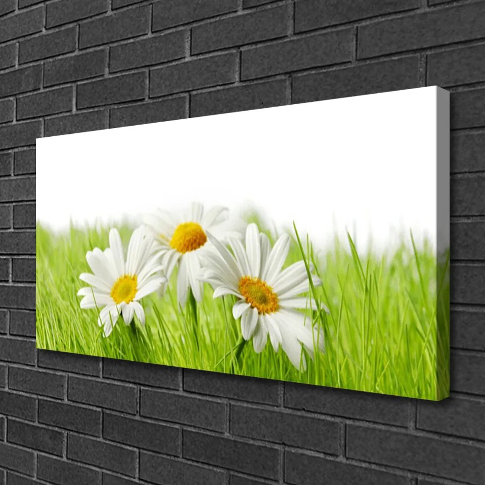 Obraz na plátně Sedmikráska Květiny Rostlina 125x50 cm