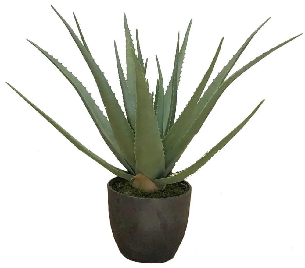 Hrnková rostlina - Aloe L